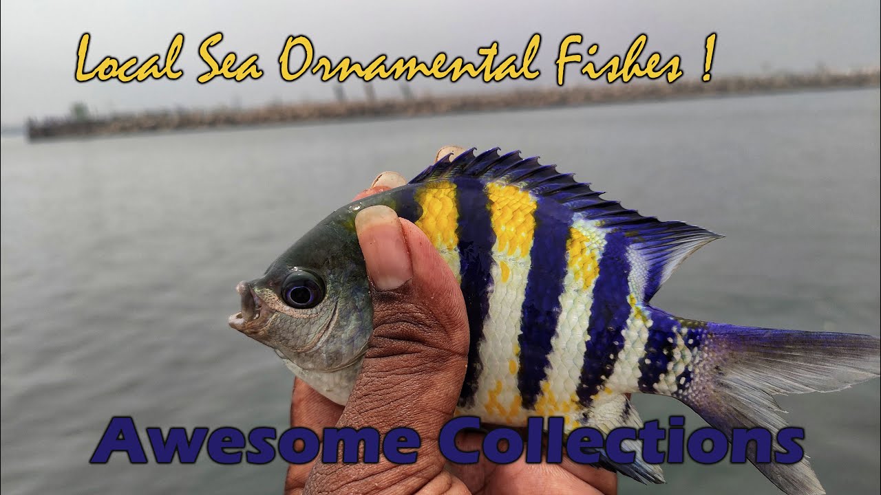 Marine Fish | Fishing Chennai | ornamental fish angling | Colour fish ...