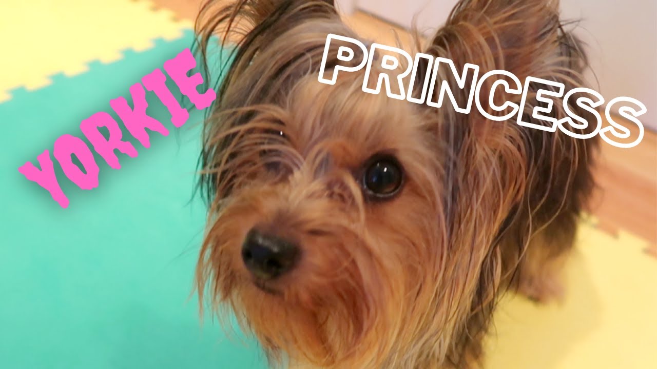 Spoiled Yorkshire Terrier Playing in the House | Yorkie PRINCESS - YouTube