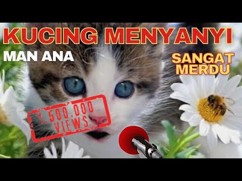 Kucing Menyanyi MAN ANA - YouTube
