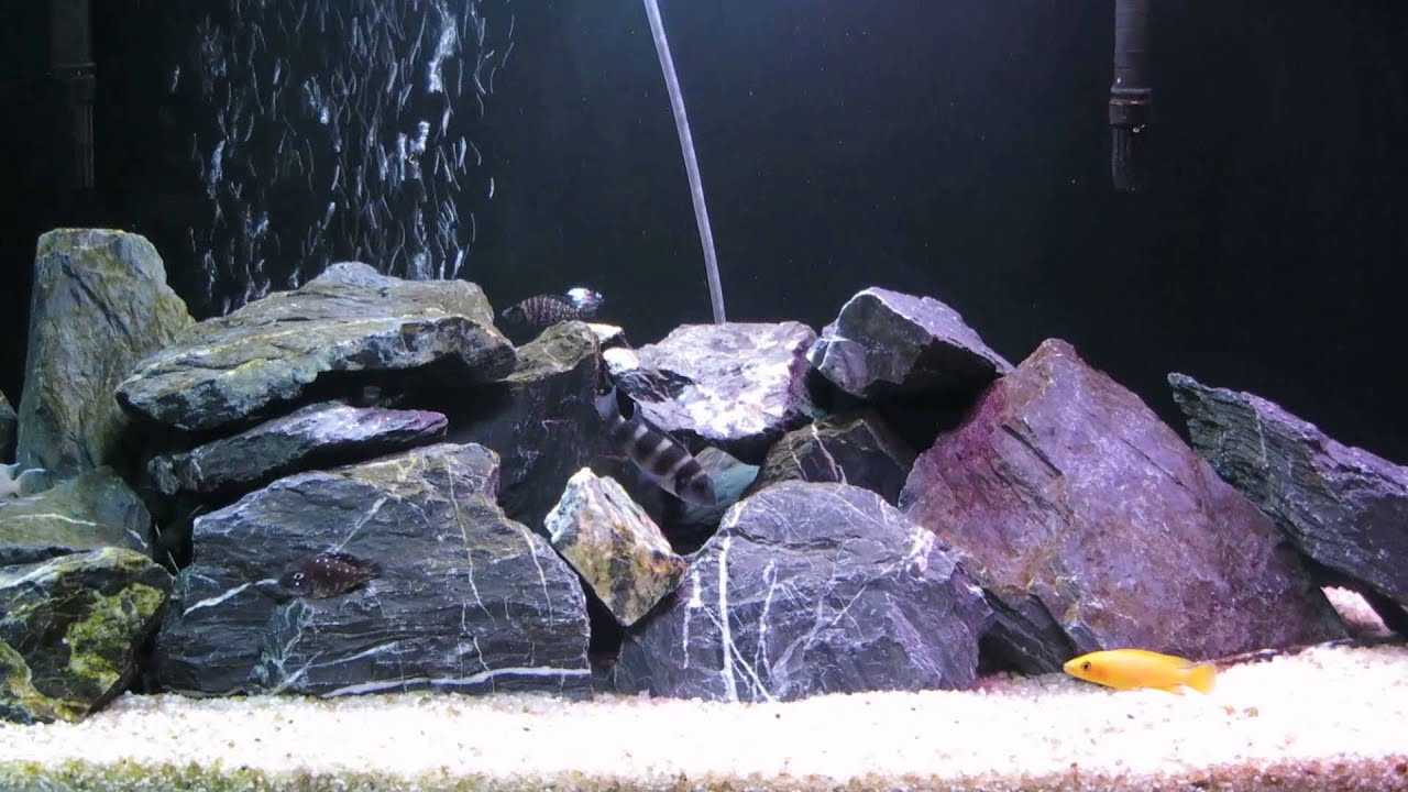 My Tanganyika Tank 37G - YouTube