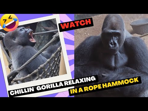 Chillin' Gorilla: Relaxing in a Rope Hammock🦍🫠 - YouTube