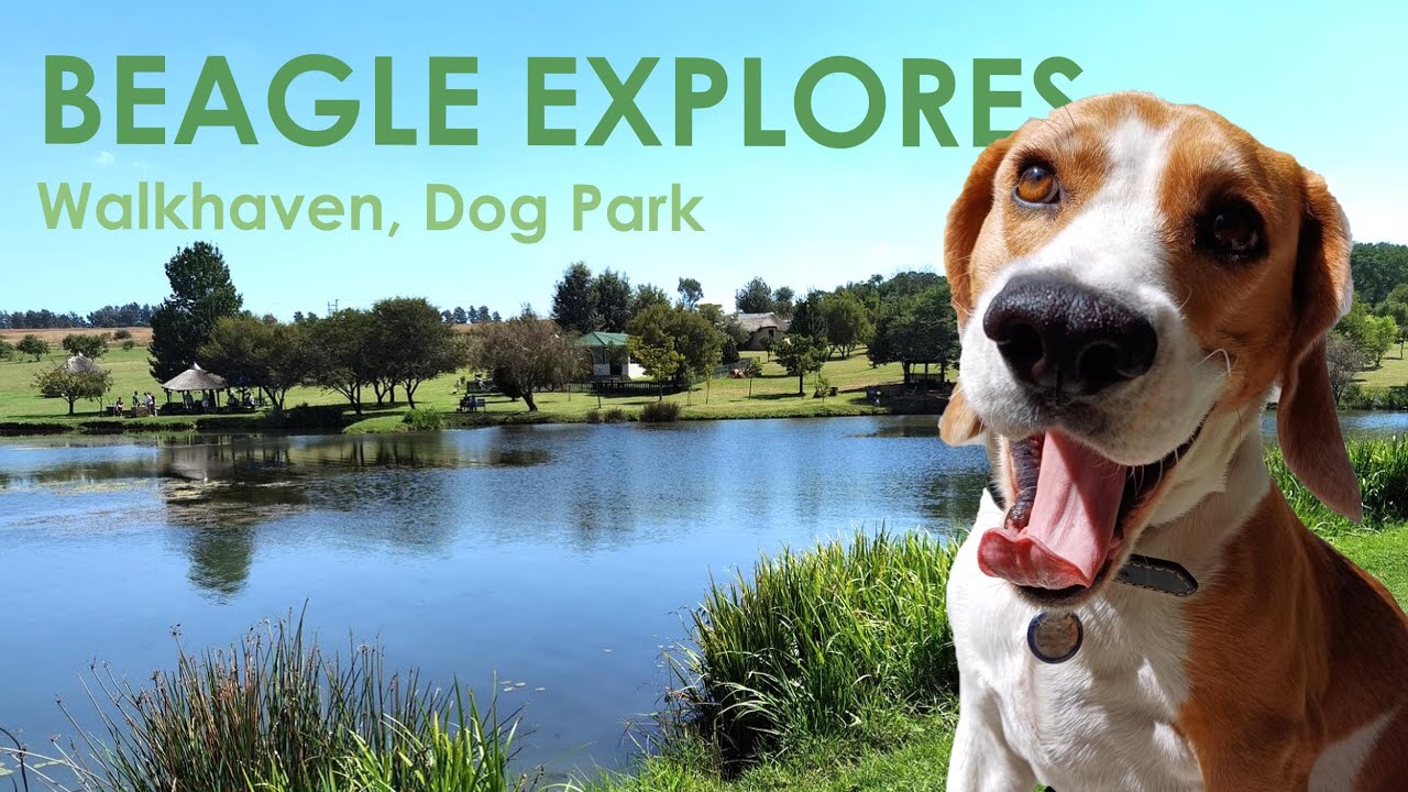 Beagle explores Walkhaven Dog Park, South Africa! - YouTube