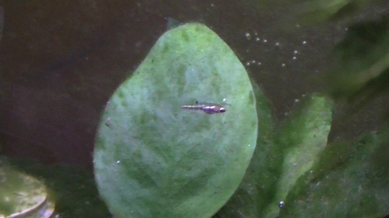Aquarium Least Killie Fry - YouTube