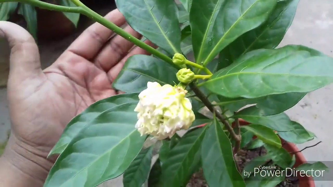 308.💧🌱☔rainy season Mein double Chandni flower plant 🌷🌱 ki care kaise ...
