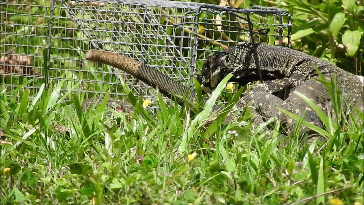 Goanna Lizard Trying To Eat A Trapped Caged Rat - YouTube
