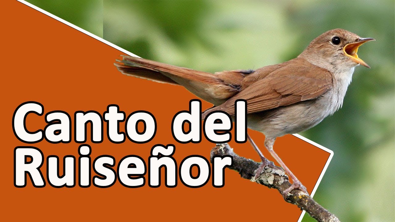 🟢 CANTO DEL RUISEÑOR COMÚN (Luscinia megarhynchos) 🎵🐦 El Mejor. - YouTube