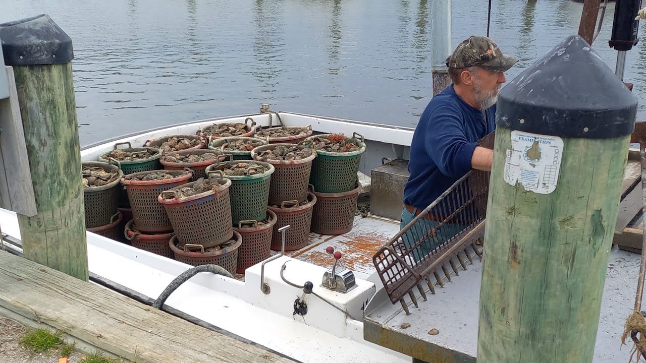 Aw, Shucks! OYSTER Catch at Deal Island 🦪 - YouTube