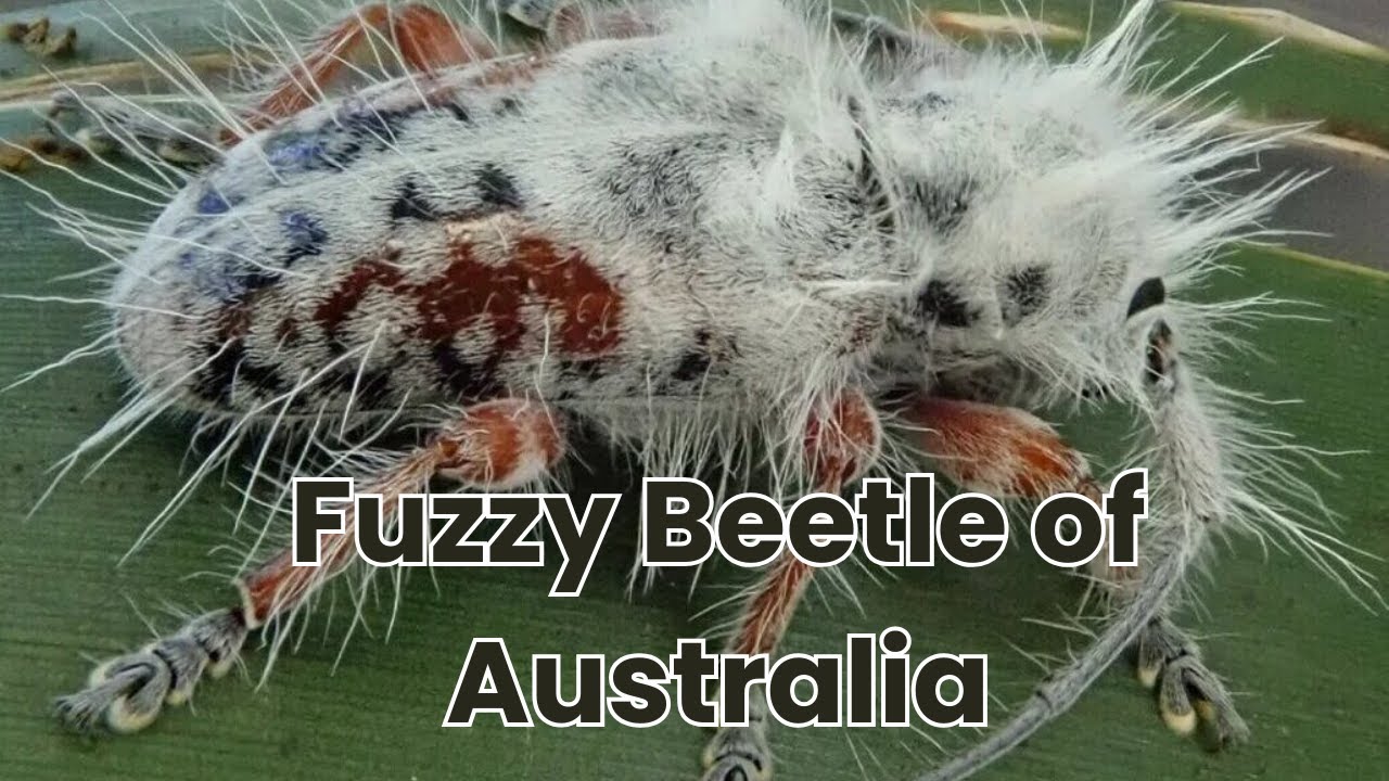 The Enigmatic Fuzzy Beetle of Australia - YouTube