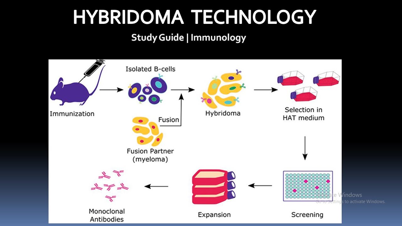Hybridoma Technology | Immunology| Study guide - YouTube