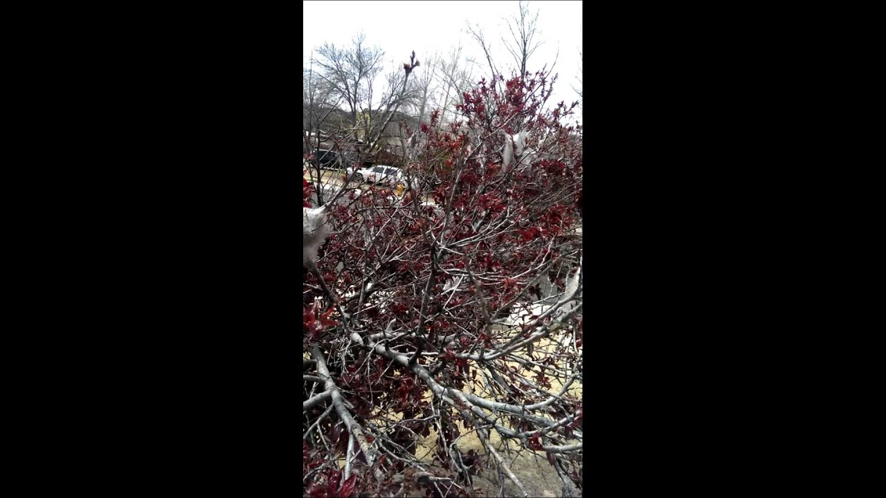 Web worms eating the foliage off purple plum trees - YouTube