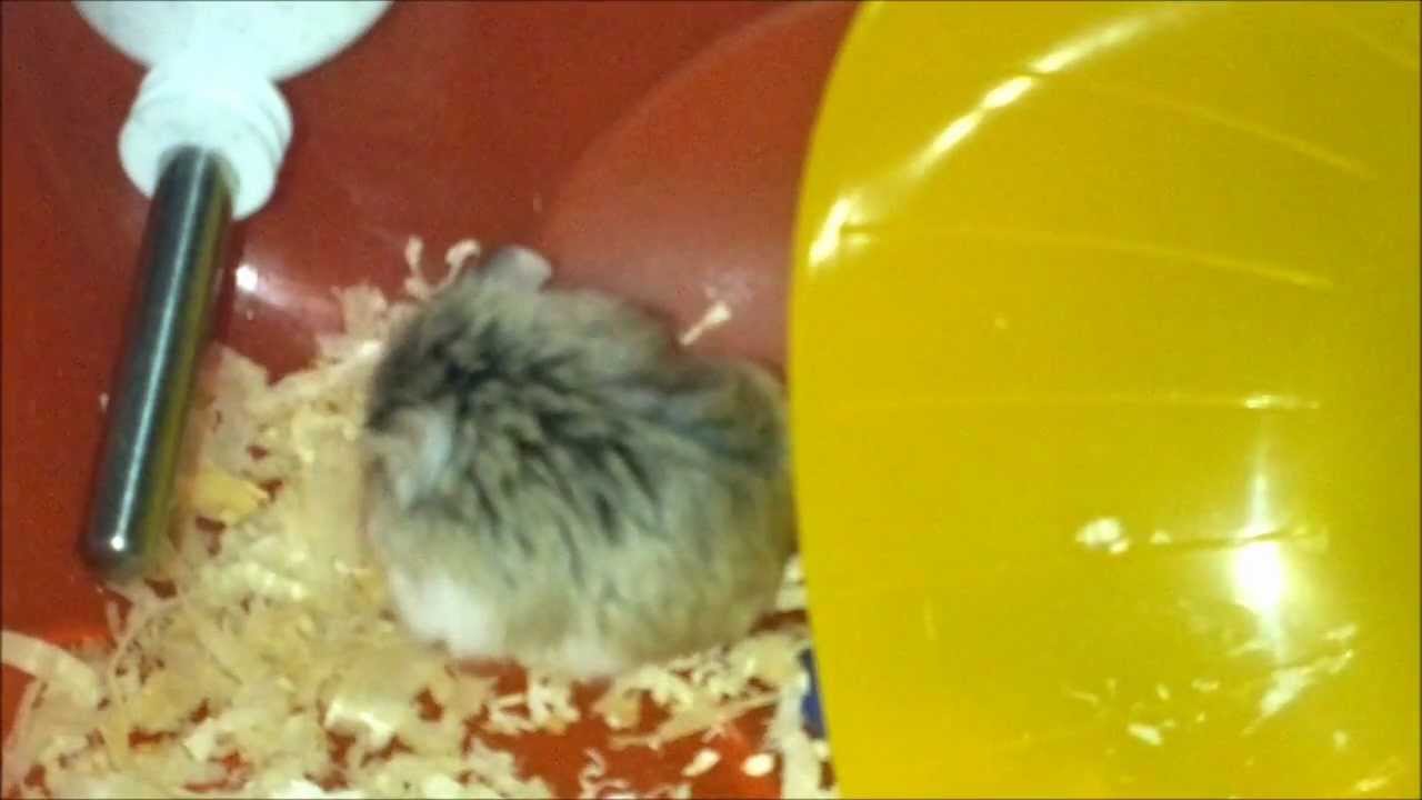 Criceto Roborovsky il mio piccolo ROTELLA - YouTube