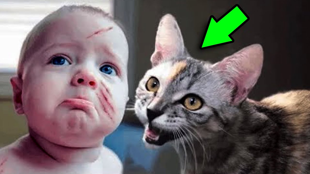 The Child Had Scratches, Mom Set Up a Camera. What Their Cat Was Doing ...