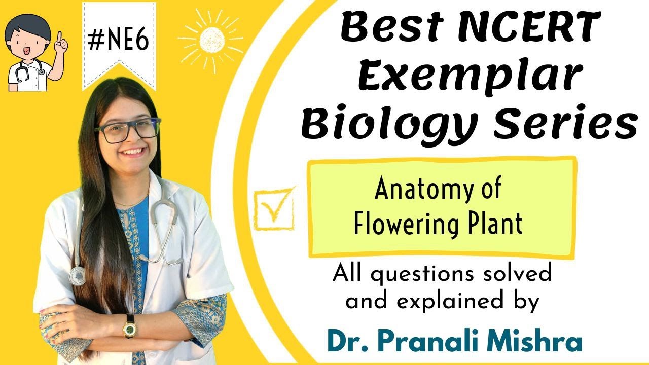 Anatomy Of Flowering Plants Best NCERT EXEMPLAR Series Dr Pranali anatomy-of-flowering-plants-best-ncert-exemplar-series-dr-pranali
