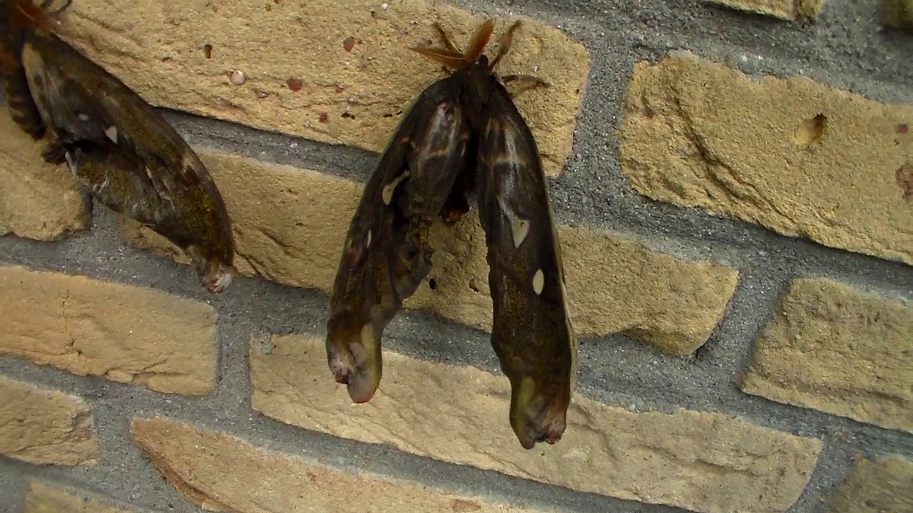 About crippled moths and butterflies (Attacus caesar) FAIL! - YouTube