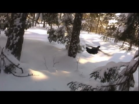 Capercaillie, taking off from the hole and snow.null