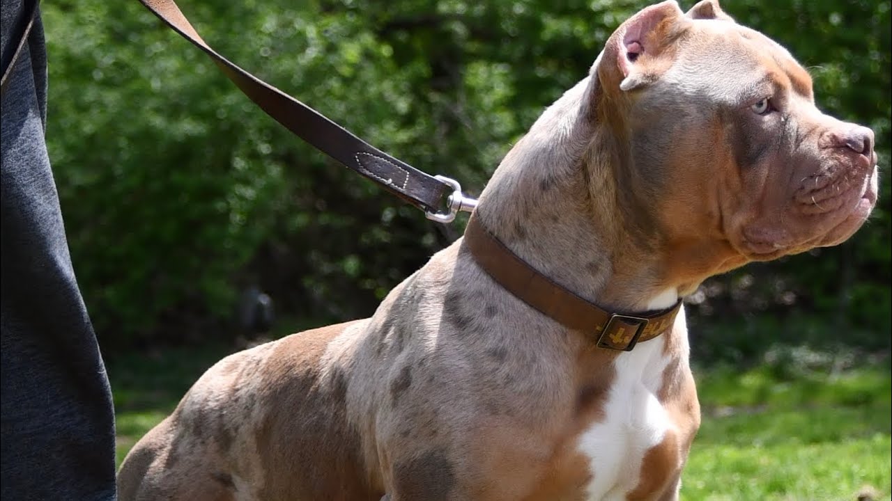 American bully Dream Team lilac & chocolate Tri Merle stud. Puppies for ...