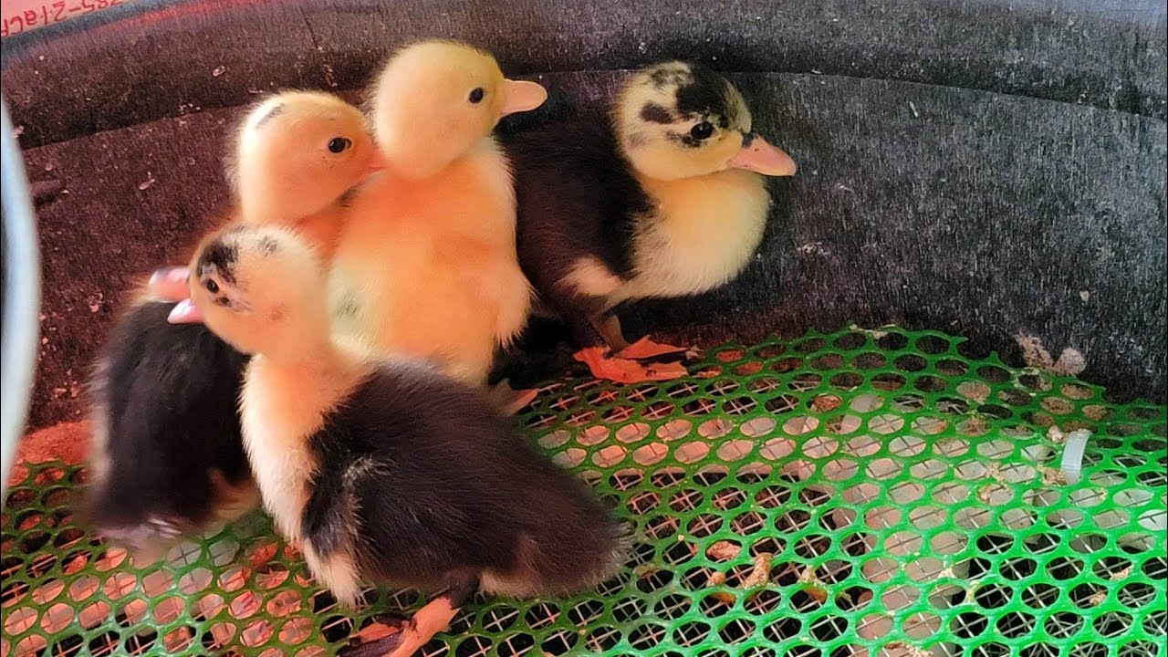 BSC FARM Ancona 1 week old ducklings p2 - YouTube