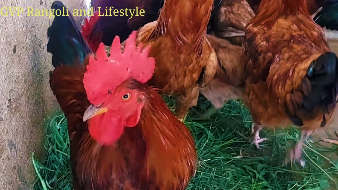 Rooster group with chicken/ Roosters chasing chicken / cock with hen ...
