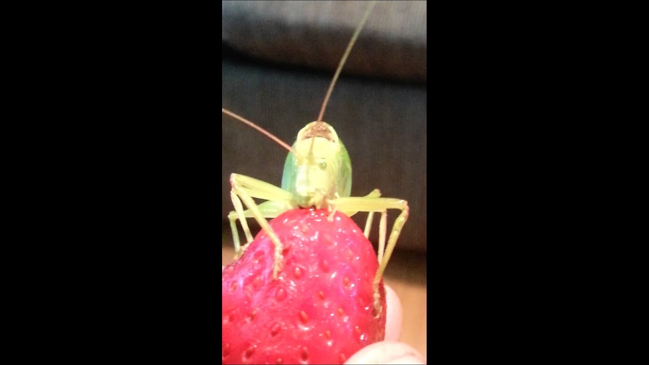 Male common true katydid eats strawberry. - YouTube
