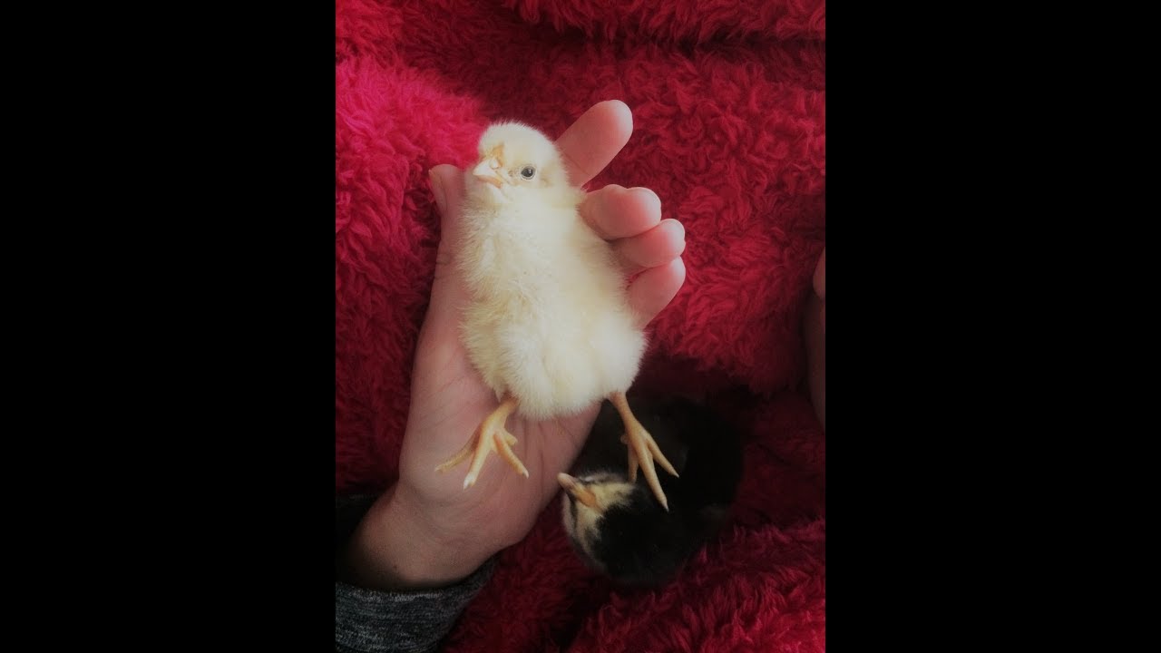 Treating Splayed legs in Chicks (With Bandaid) - YouTube