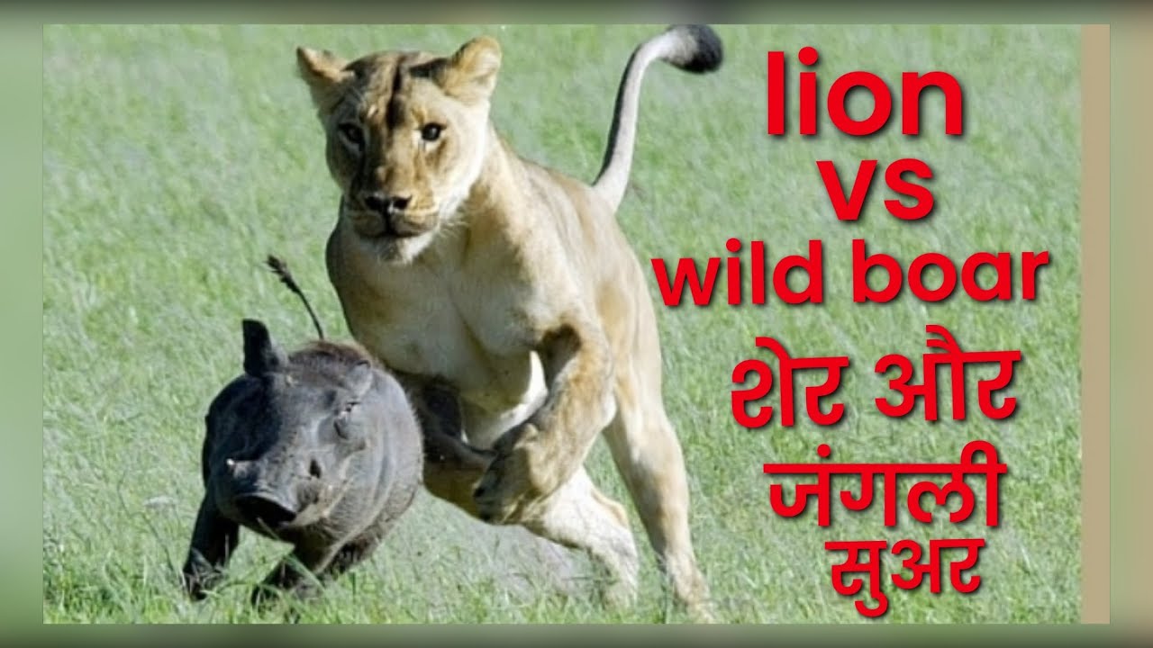 lion vs wild boar | lion wild boar fight - YouTube