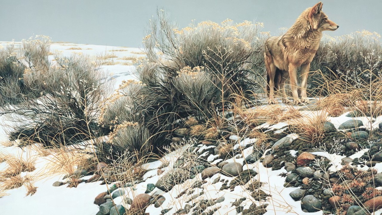 #19 Coyote in Winter Sage by Robert Bateman - YouTube