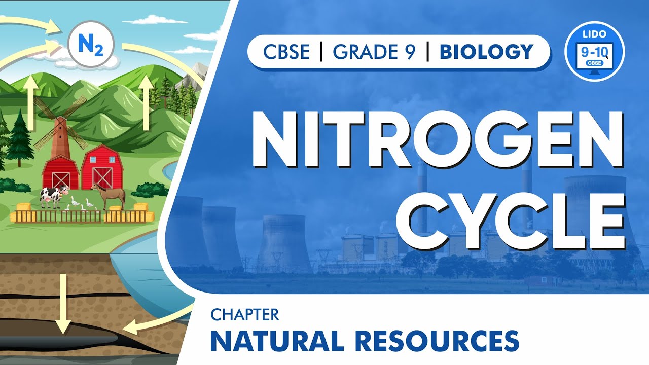 Nitrogen Cycle Grade 9 Ncert
