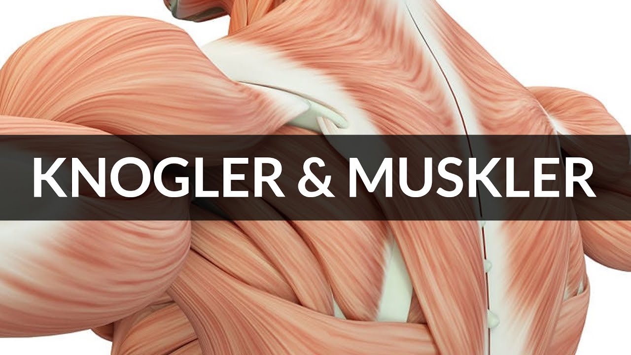 Knogler og muskler - Kroppen og sundhed - Natur og teknologi på hovedet ...