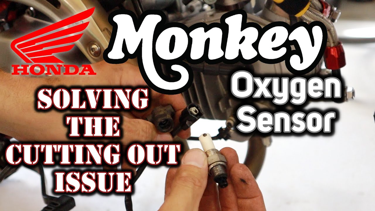 Honda Monkey Cutting Out Issue - Troubleshooting the Oxygen Sensor ...