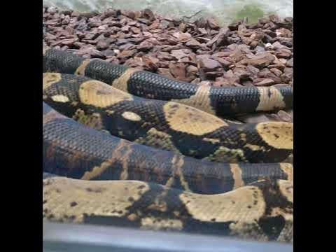 Boa Constrictors: Masters of Ambush and Constriction! - YouTube