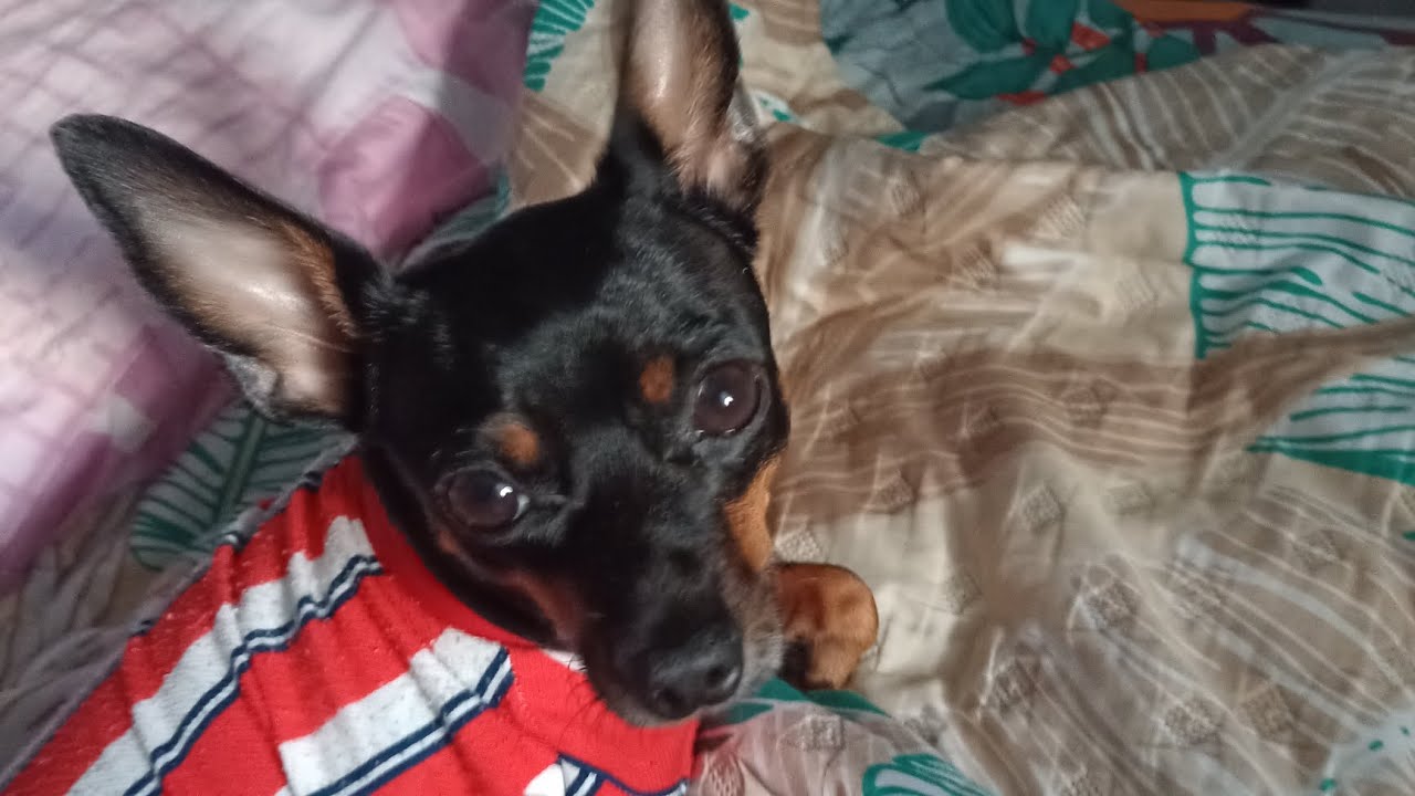 ASi se ve un mini Pincher de 2 años 🖤 🥰 😘 😍 ♥️ #baby_chase_11 - YouTube