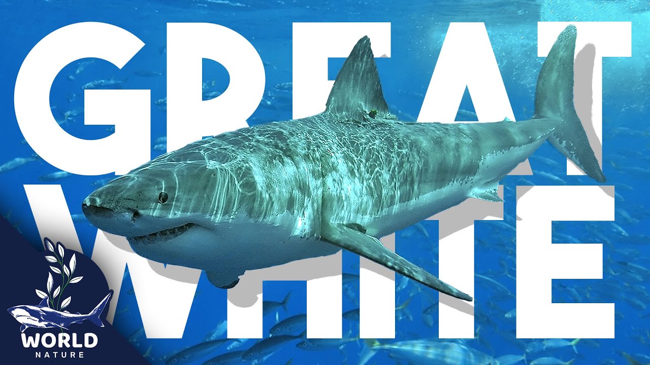 "The Predator of the Deep: The Great White Shark" - YouTube