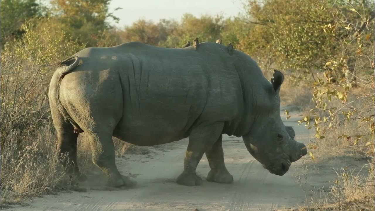 Animal Battle: Elephant vs. Rhinoceros - YouTube