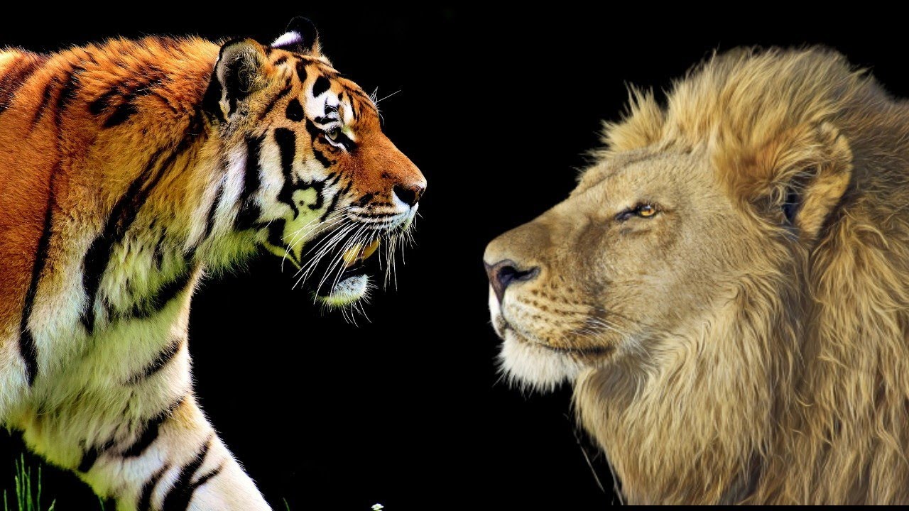 Singa dan Harimau: Siapa Raja Hutan Sebenarnya? - YouTube