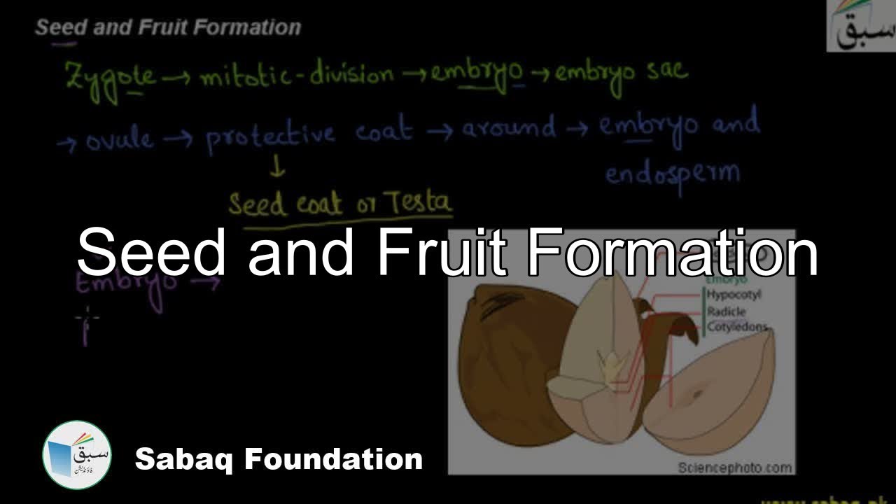 Seed and Fruit Formation, Biology Lecture | Sabaq.pk - YouTube