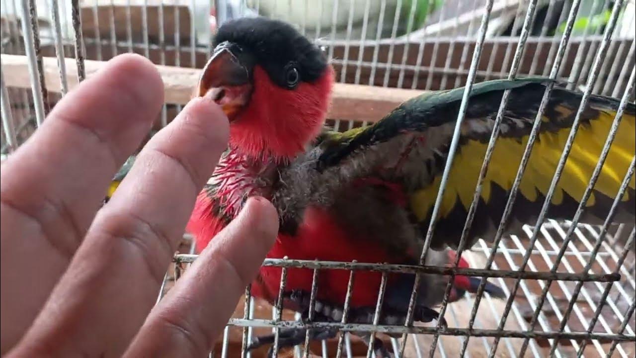 baby burung nuri kepala hitam papua - YouTube