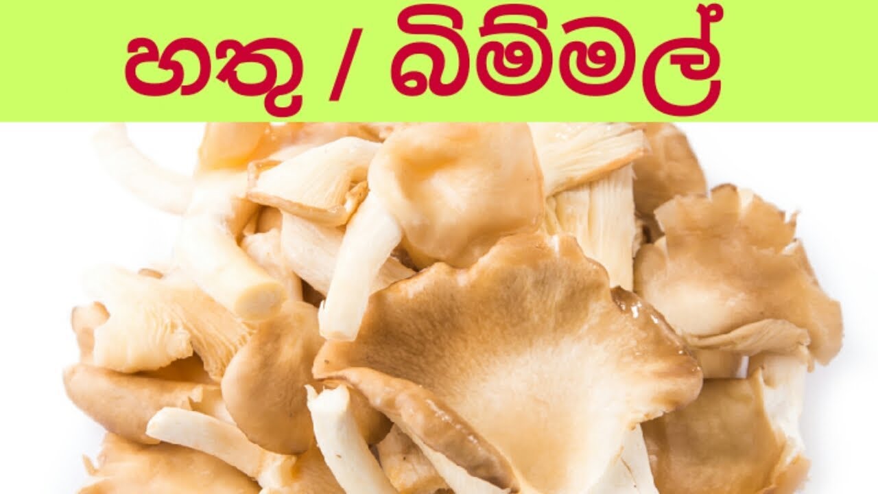 බිම්මල් / හතු මෙහෙම හදන්න - BIMMAL RECIPE SINHALA | HATHU CURRY SINHALA ...