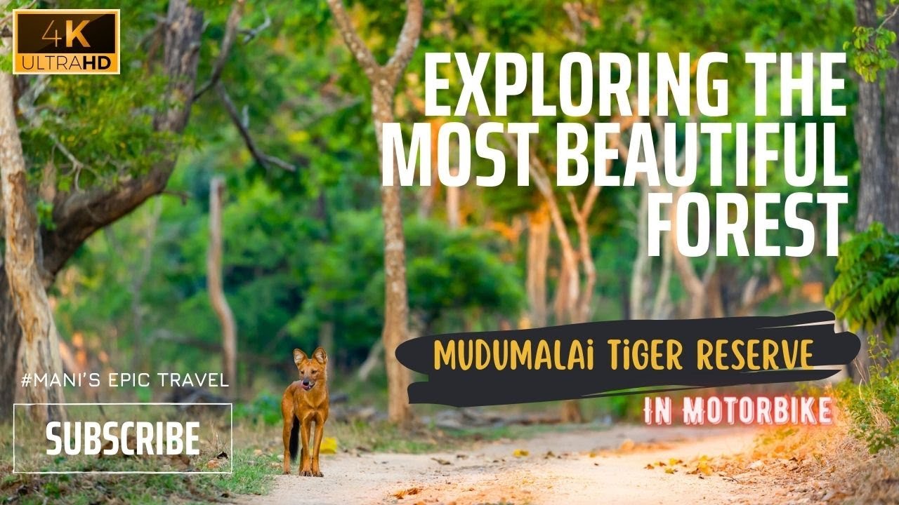 4K | Ride Through The Mudumalai Forest | Ep 1 | Masinagudi Vlog | Wait ...