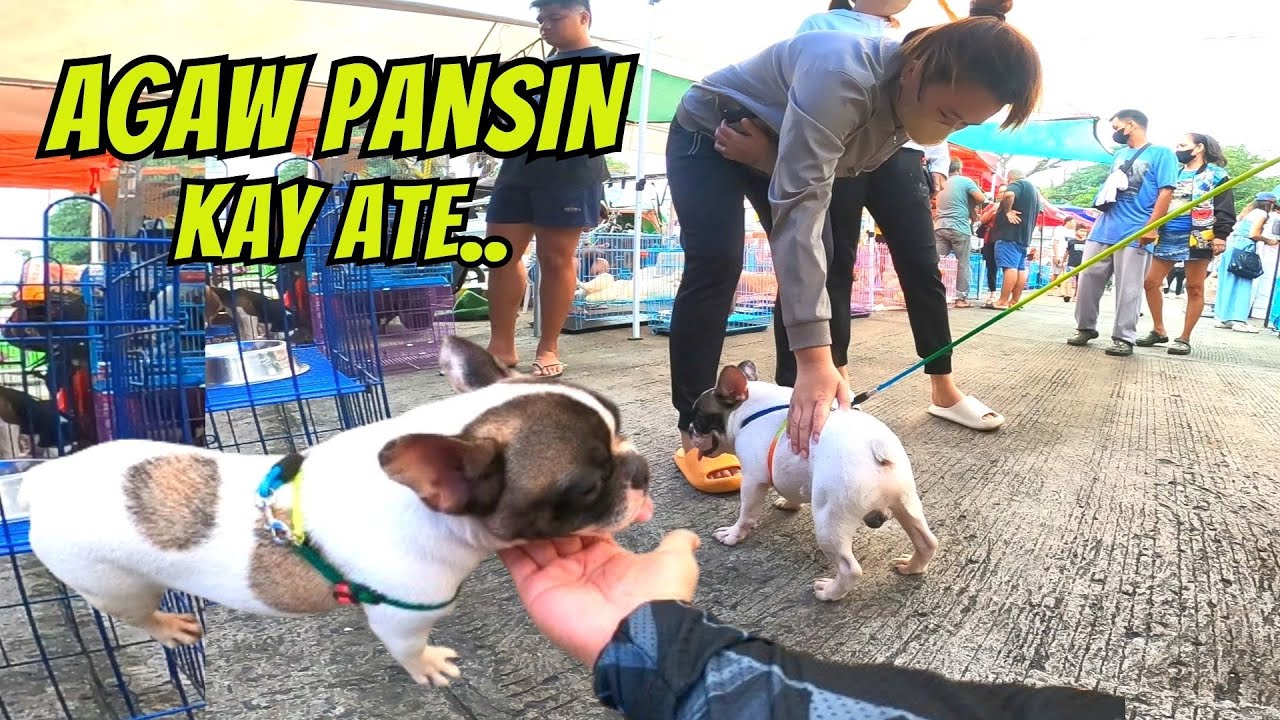 KINA-ALIWAN ANG ISANG COMPACT FRENCHIE.. - YouTube