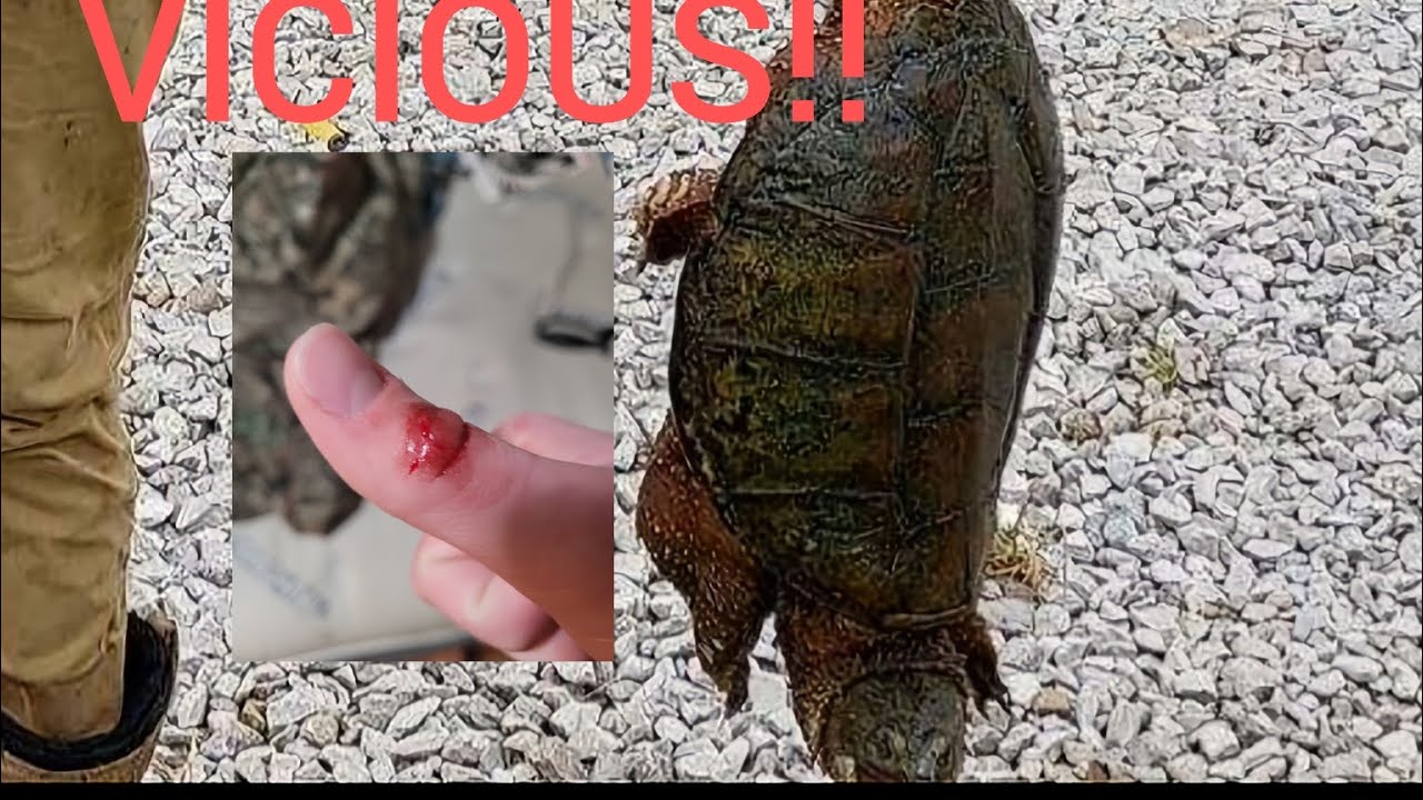 Turtle catchin with bank poles!! Turtle ain't happy😤 - YouTube