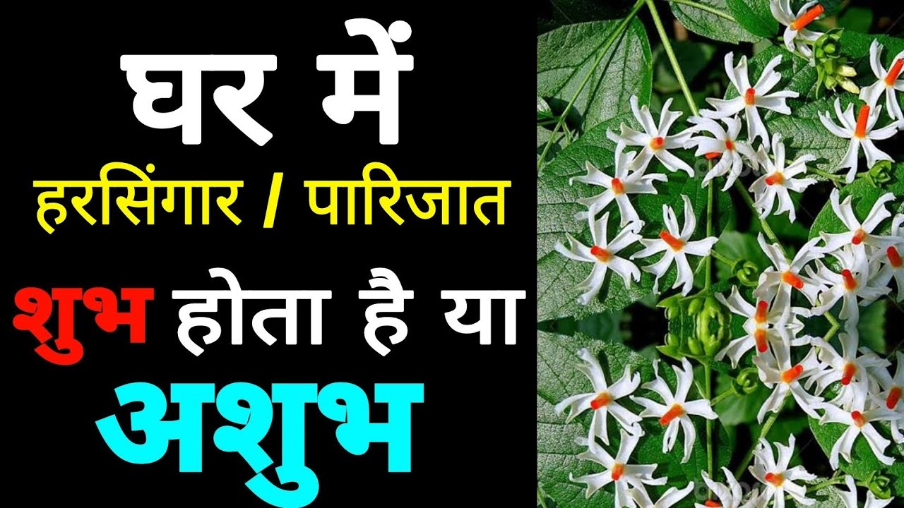 हरसिंगार का पेड़ घर में लगाना शुभ या अशुभ? Know Planting Harsingar Tree ...