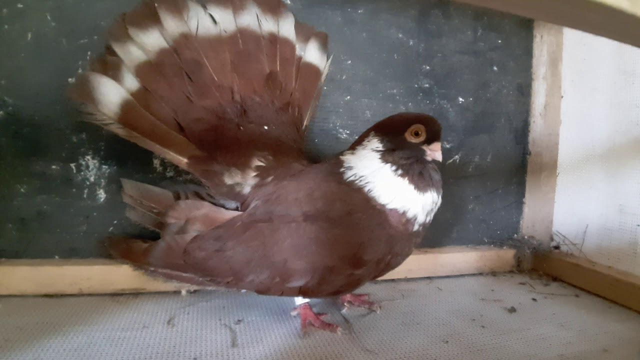 Rase de Porumbei - Castaniul de Craiova (scurtă prezentare) - YouTube