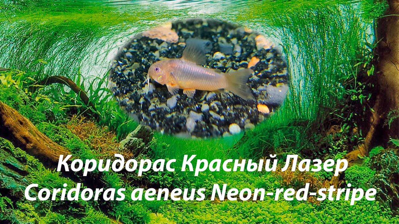 Коридорас Красный Лазер / Coridoras aeneus Neon-red-stripe / Red Laser ...