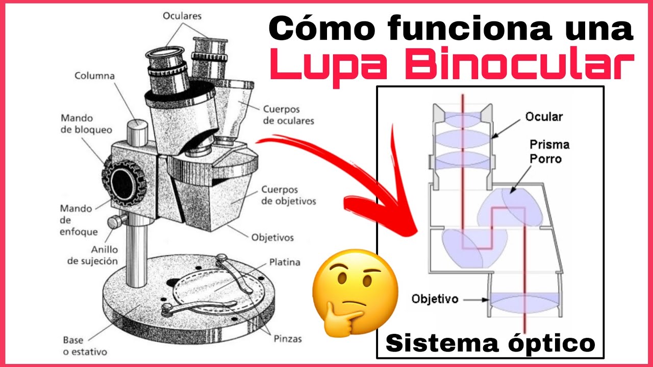 CÓMO FUNCIONA UN ESTEREOMICROSCOPIO (LUPA BINOCULAR) - YouTube