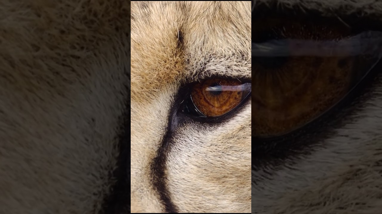 🐆Cheetah chasing Rabbit‼️🐇#cheetah #rabbit - YouTube