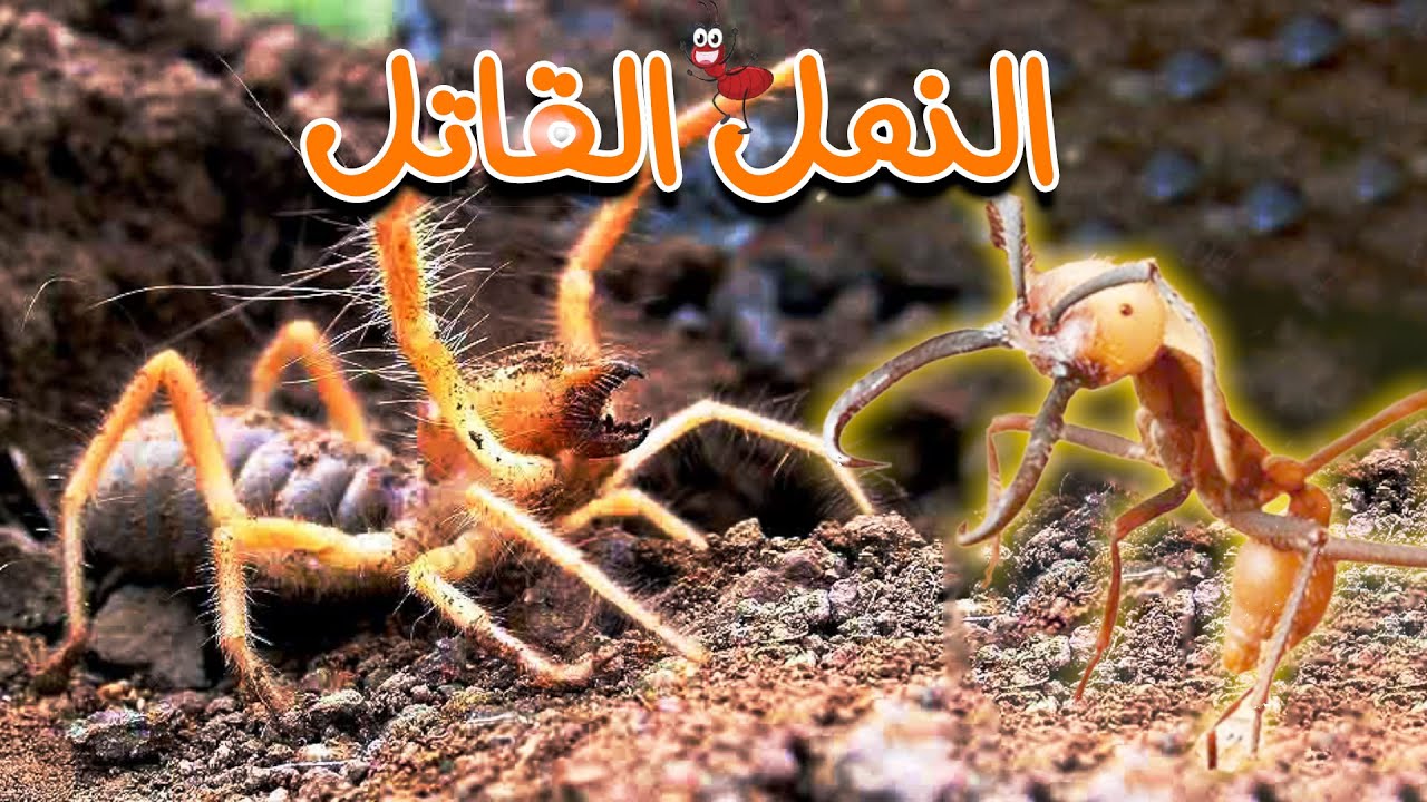عنكبوت الجمل ضد النمل فمن سيفوز؟ نتيجة غير متوقعة Youtube