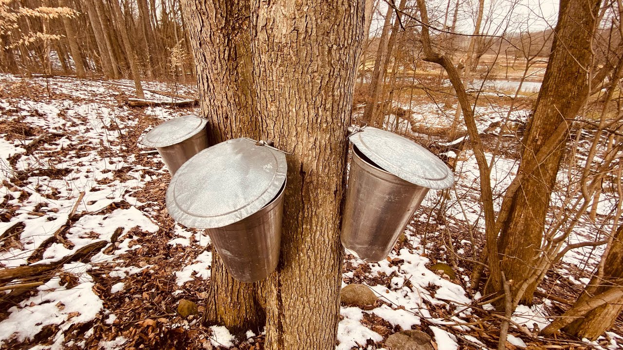 MAPLE SEASON 2023 - Maple Shop Tyme! Sap Tank additions and a Bird ...