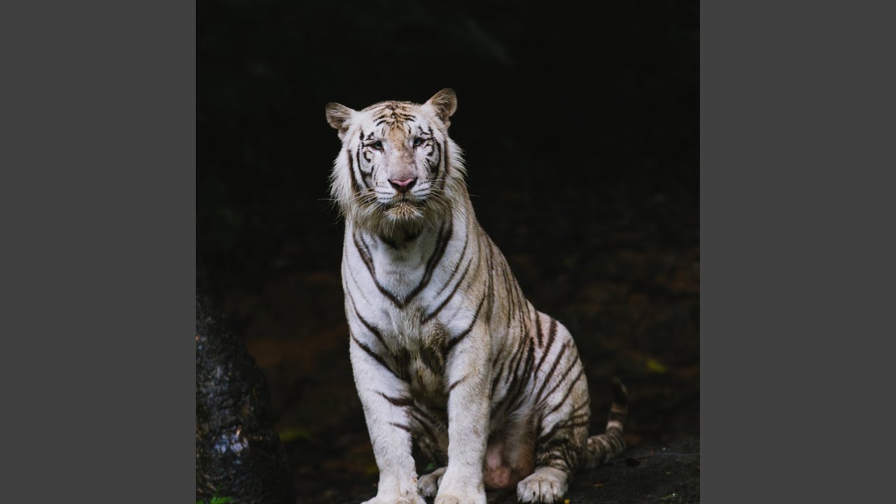 WORLDS LARGEST BIG CAT - YouTube