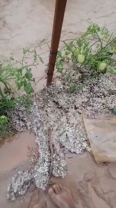 Granizada Destruye Cultivos En El Municipio De Omereque Youtube