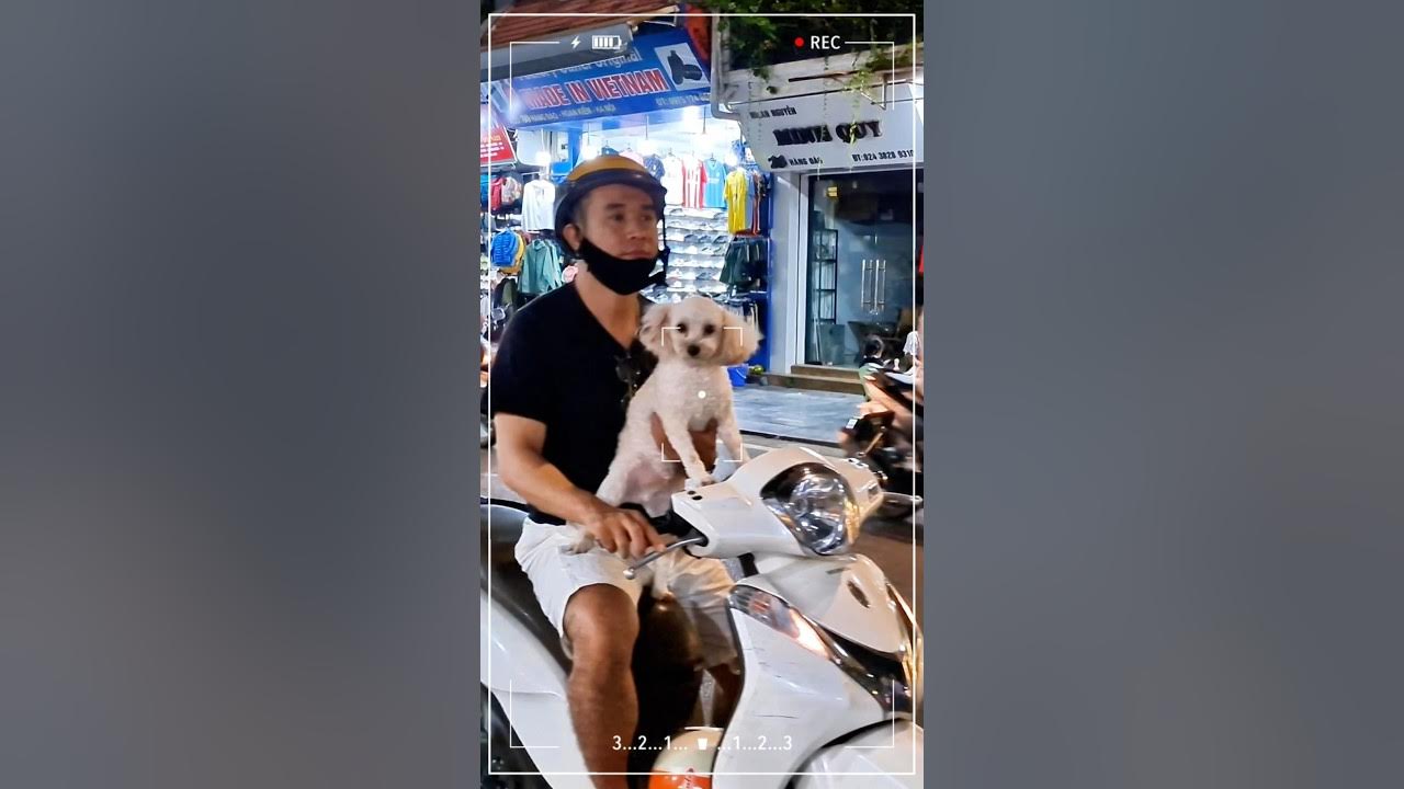 Vietnam - Hanoi - The Scooter Symphony 🇻🇳 🛵 #explorevietnam #travel # ...